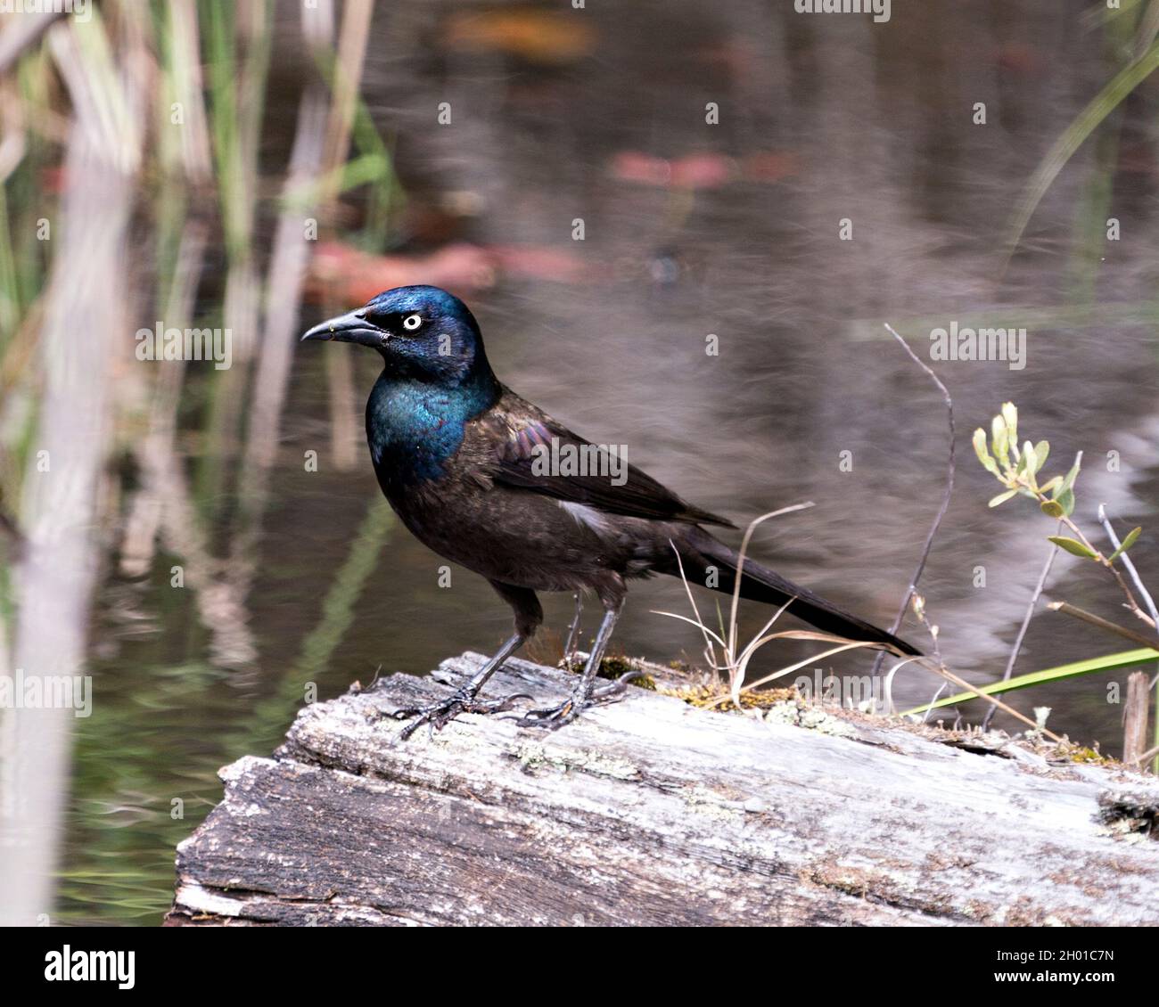 Common Grackle bird close-up profile view by the water displaying ...