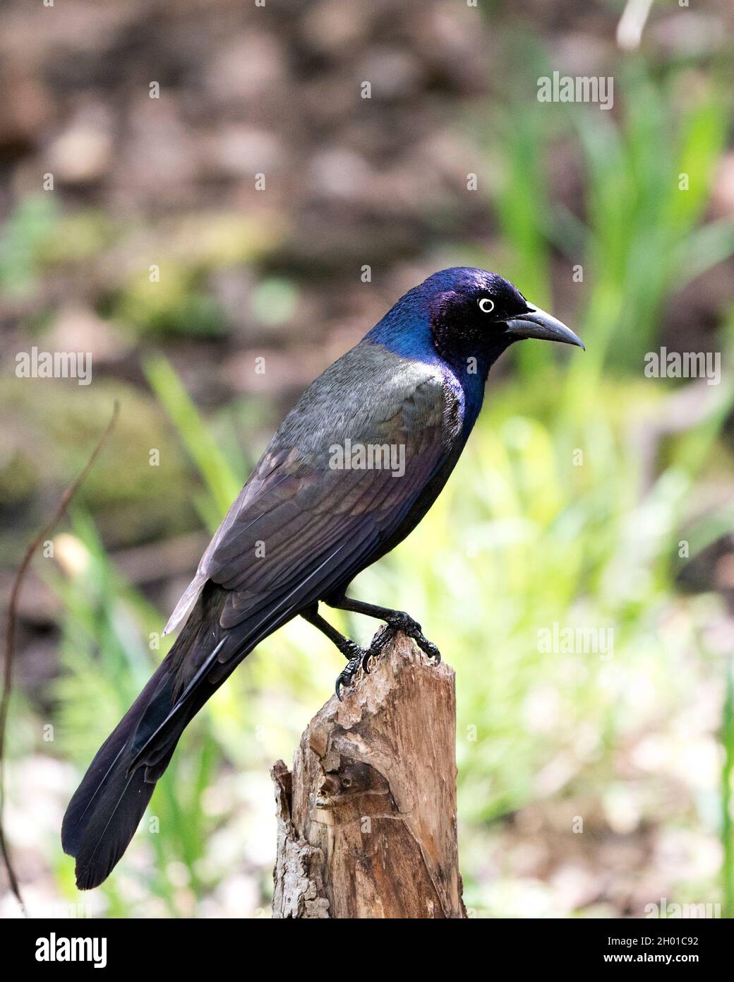 Common Grackle bird perched with a blur background in the forest in its ...