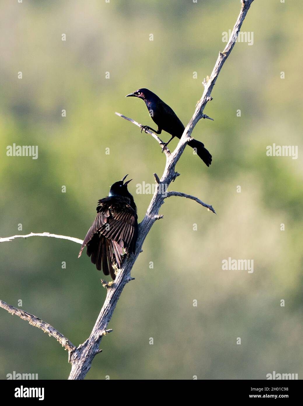 Grackle couple perched with blur background in their environment and ...