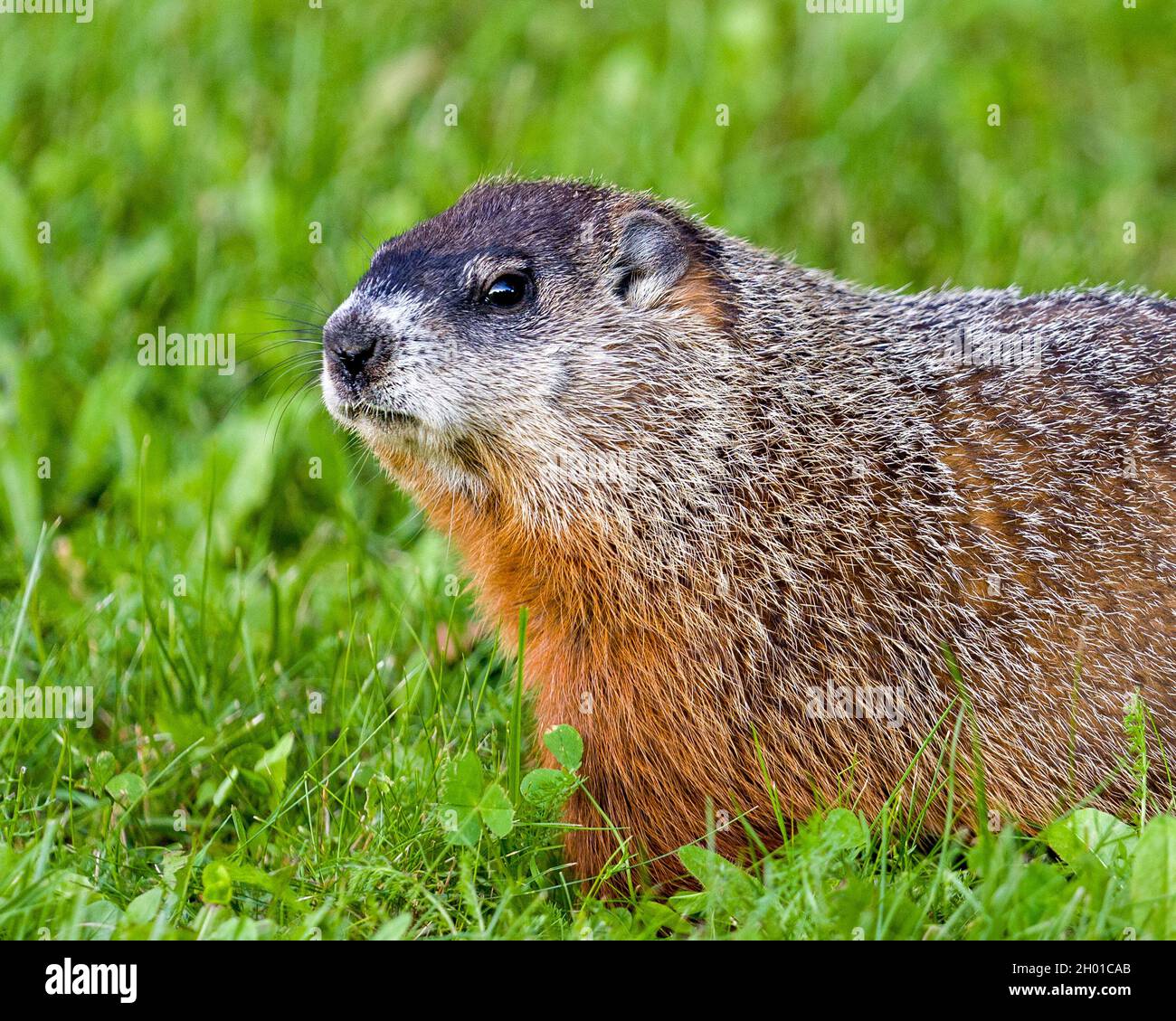 Groundhog head close-up side view with green grass foreground and ...