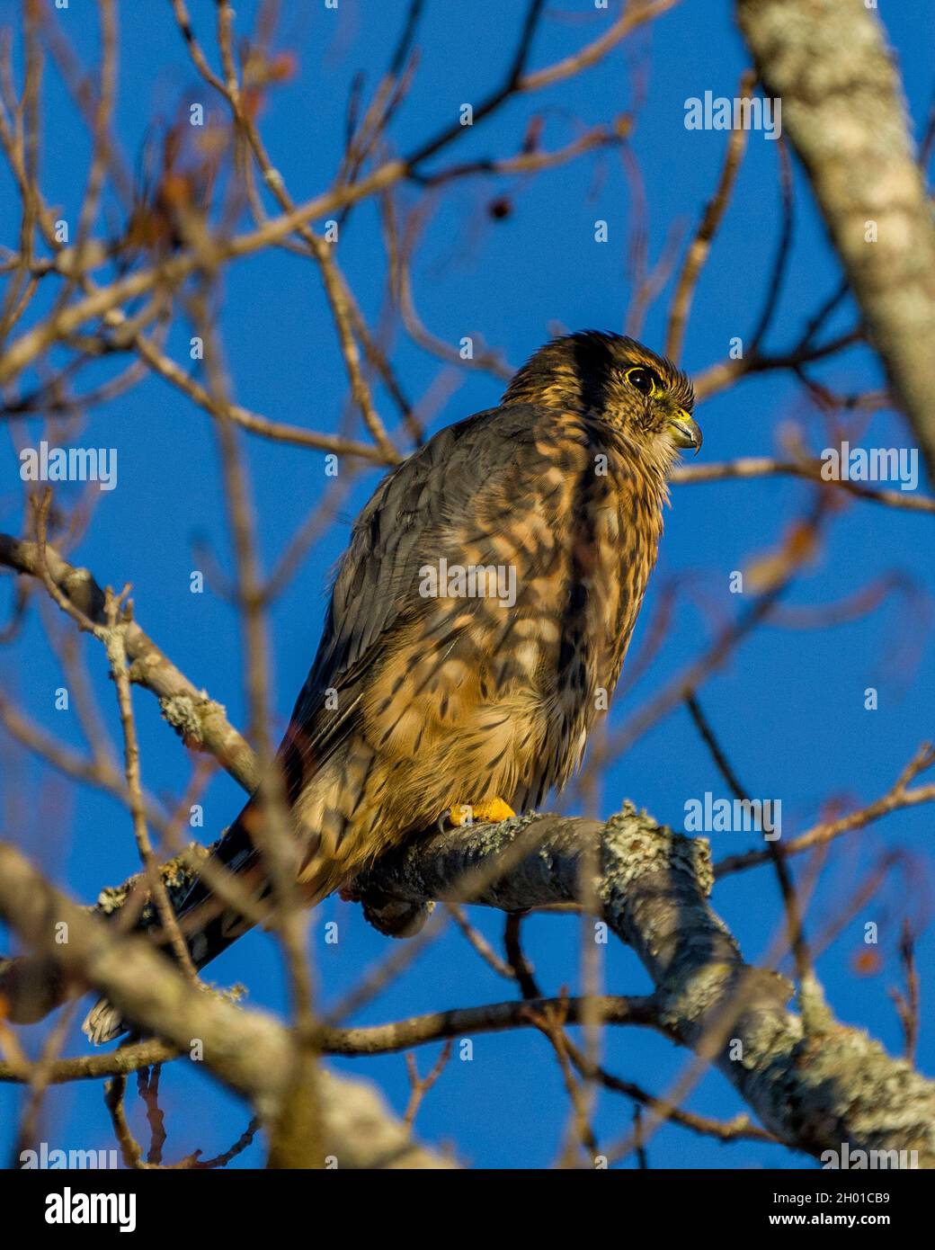 Hawk perched and bathing in sunlight on a tree with blue sky background ...