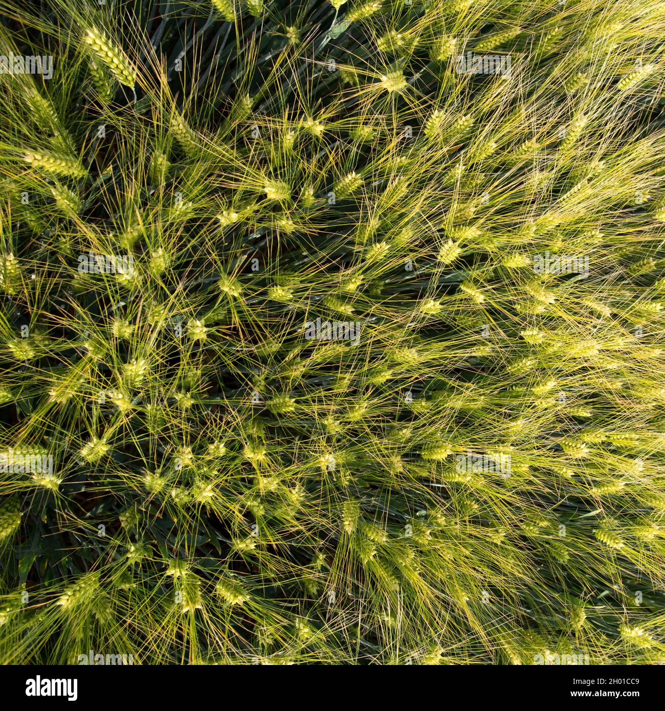 Top view of green barley crops in field shoot from drone Stock Photo ...