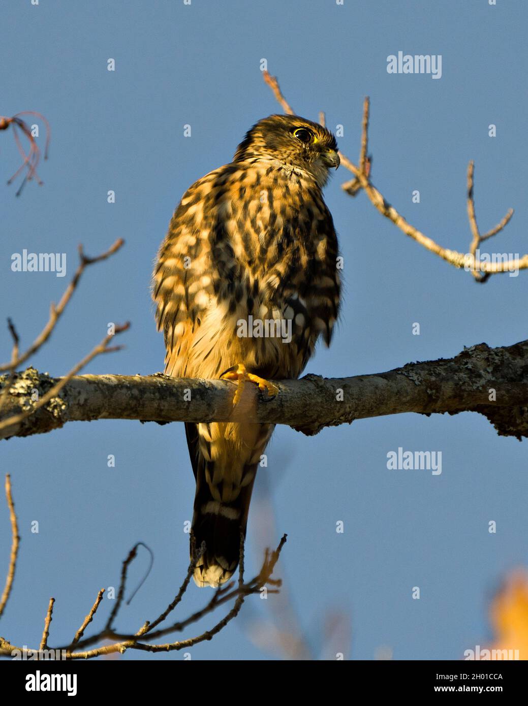 Hawk perched and bathing in sunlight on a tree with blue sky background ...
