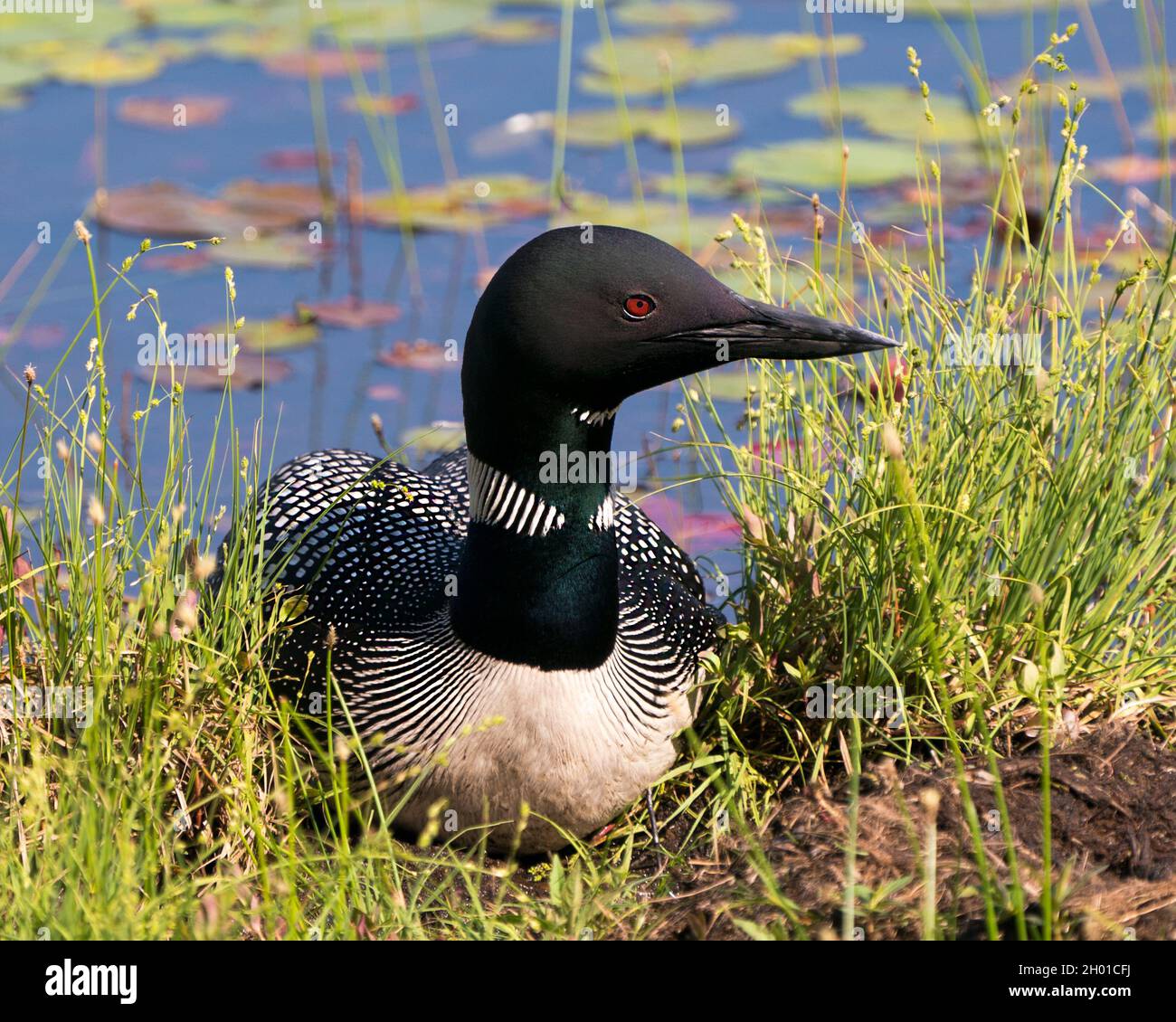 Common Loon close-up view nesting on its nest with marsh grasses, mud ...