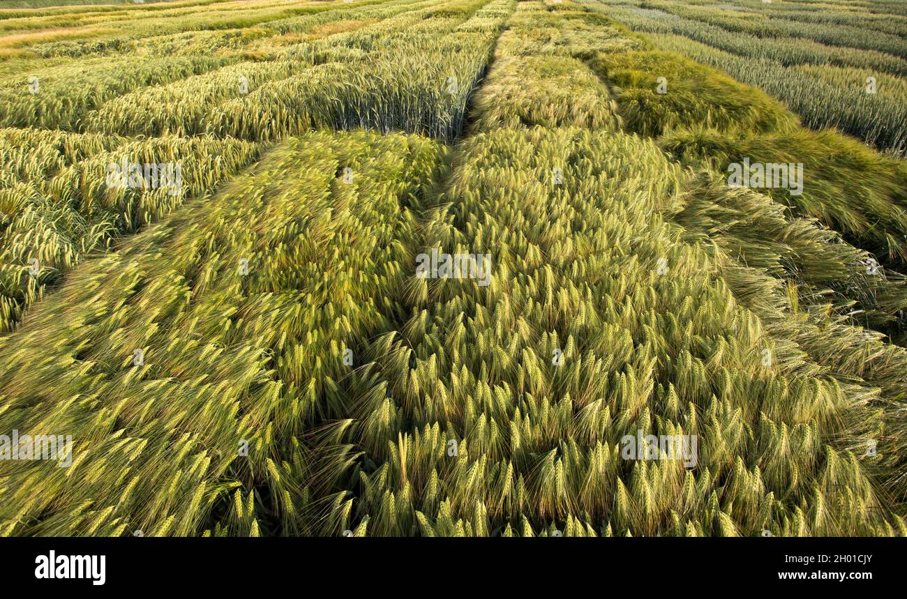 Aerial image of agricultural test plots with different sorts of cereal ...