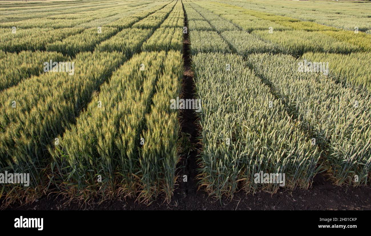 Aerial image of agricultural test plots with different sorts of cereal ...