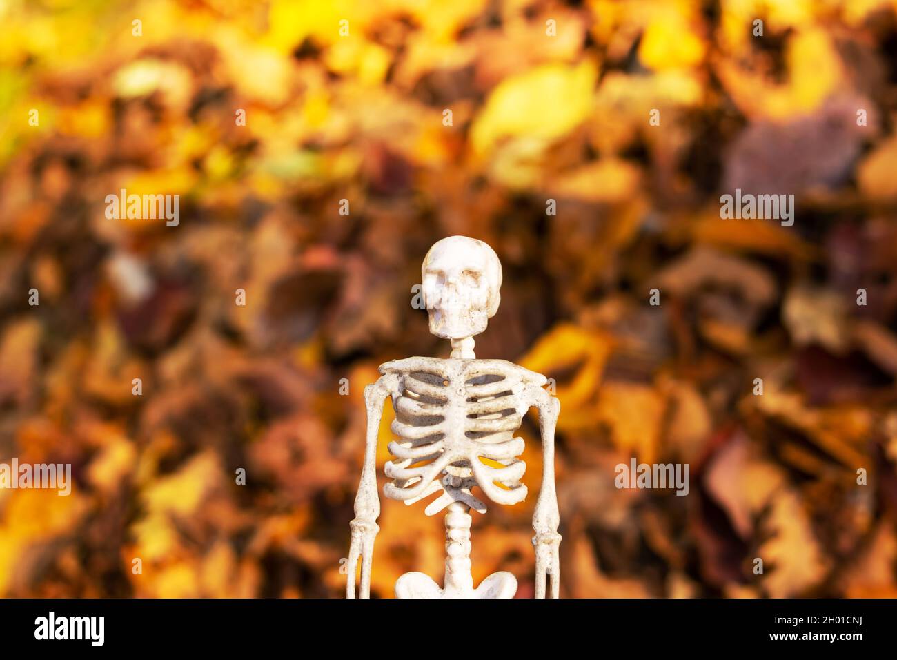 Skeletonmodel hi-res stock photography and images - Alamy