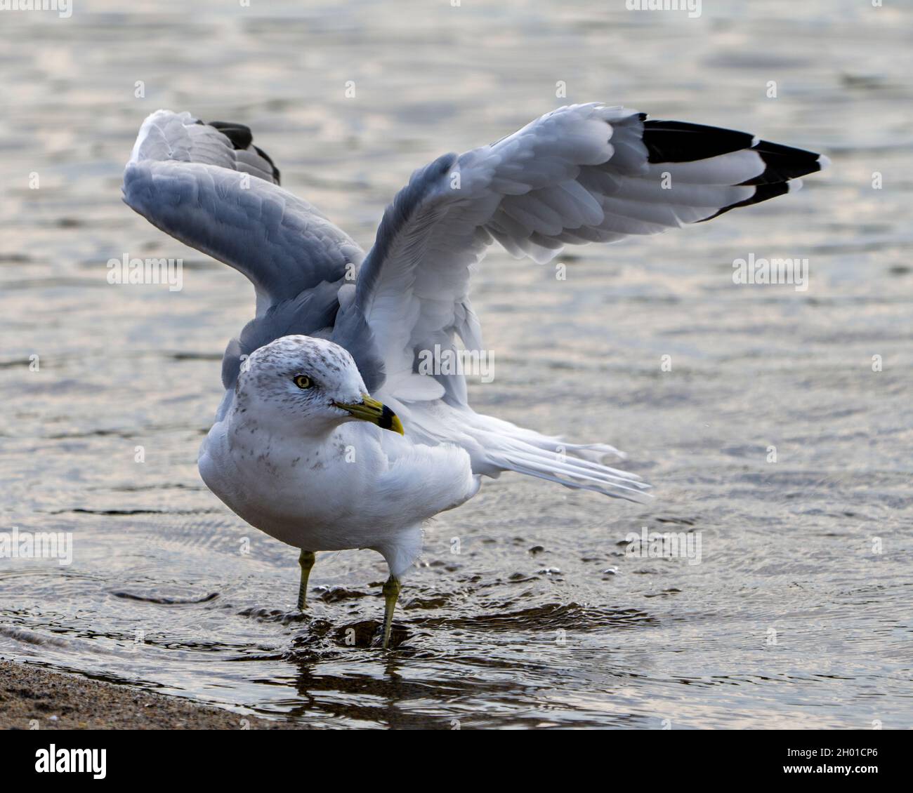 Seagull close-up profile in the water with spread wings and displaying ...