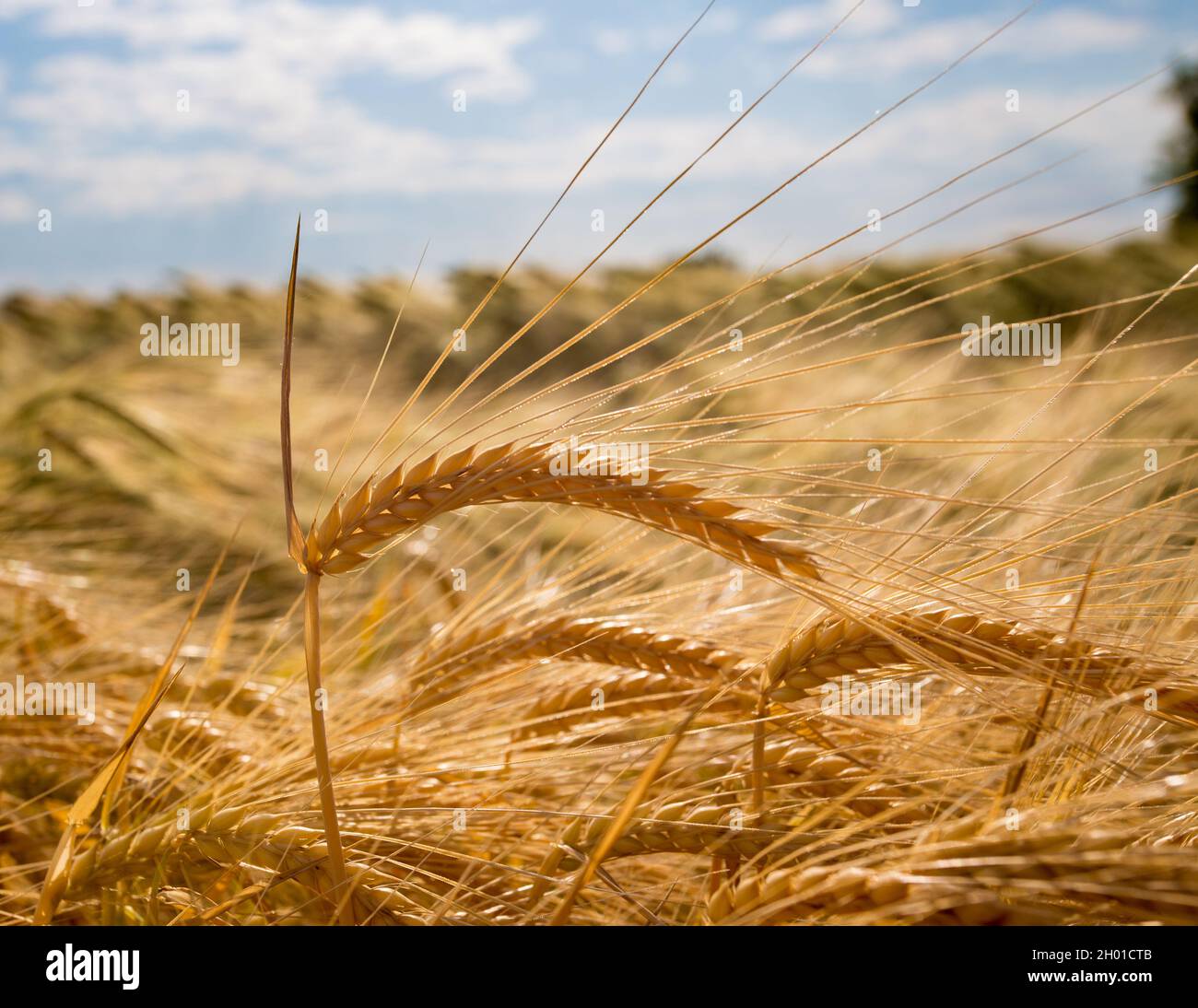 Close up of spike of ripe barley crop in golden field with blue sky ...