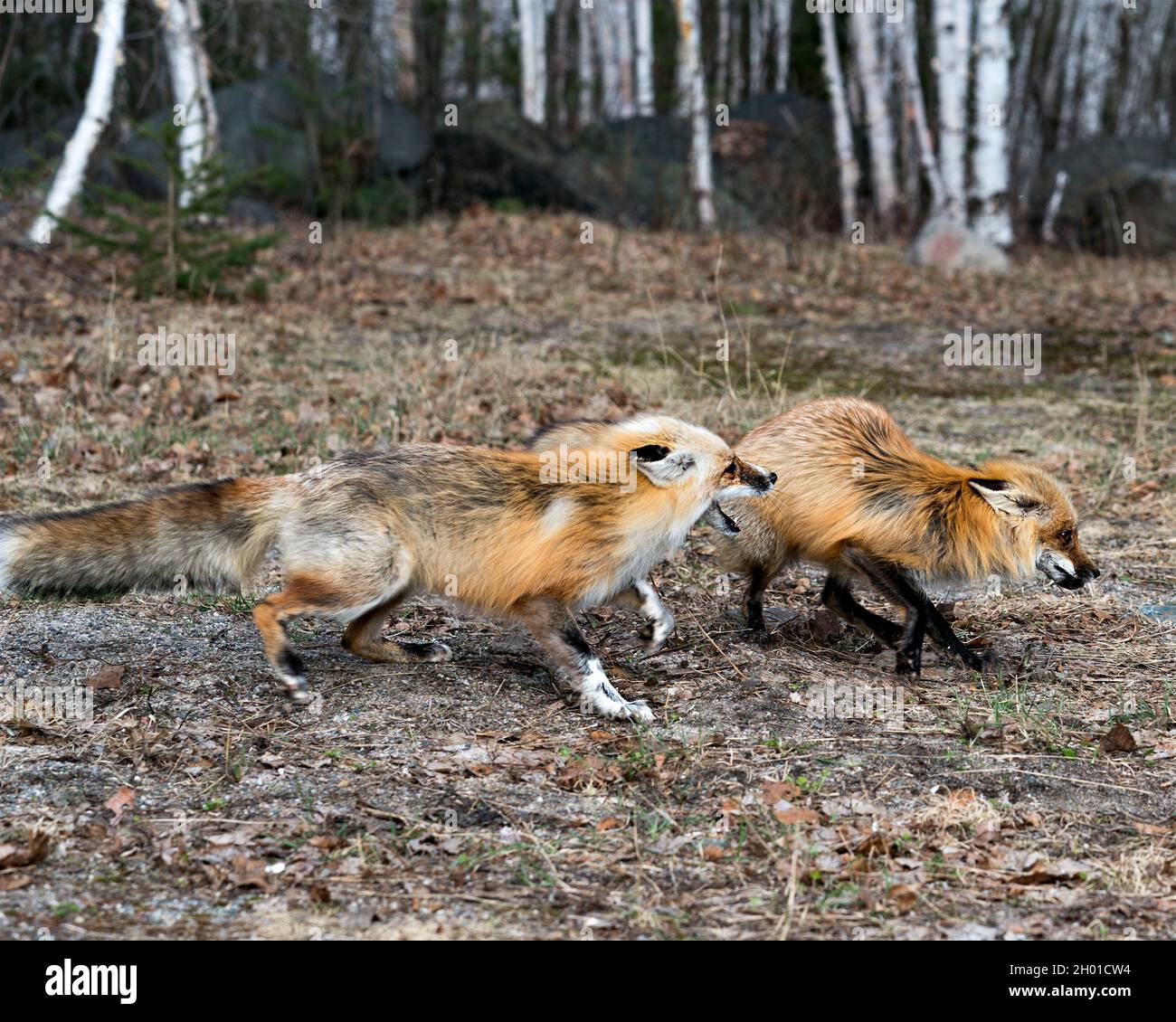 Foxes mating hi-res stock photography and images - Alamy