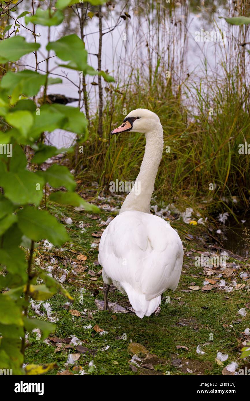 Mute Swan walking by the water with a rear view and displaying white ...