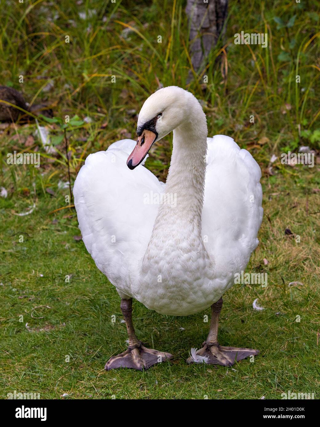 Mute swan close-up profile view displaying white angel plumage in its ...