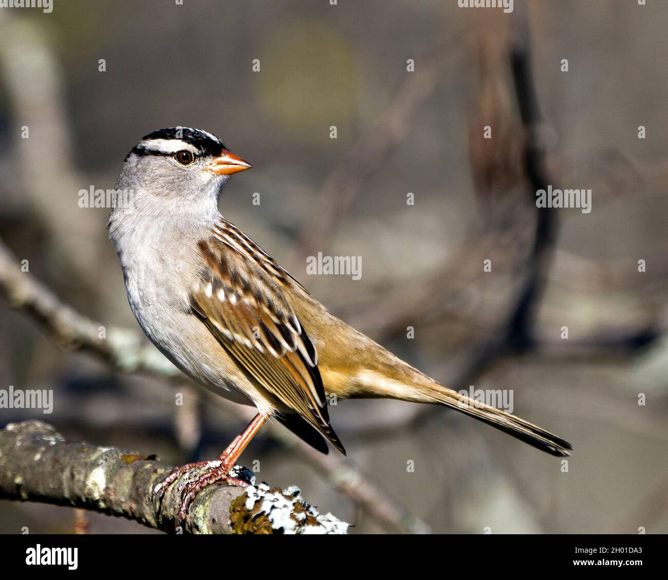White-crowned sparrow perched on a a tree with blur background in its ...