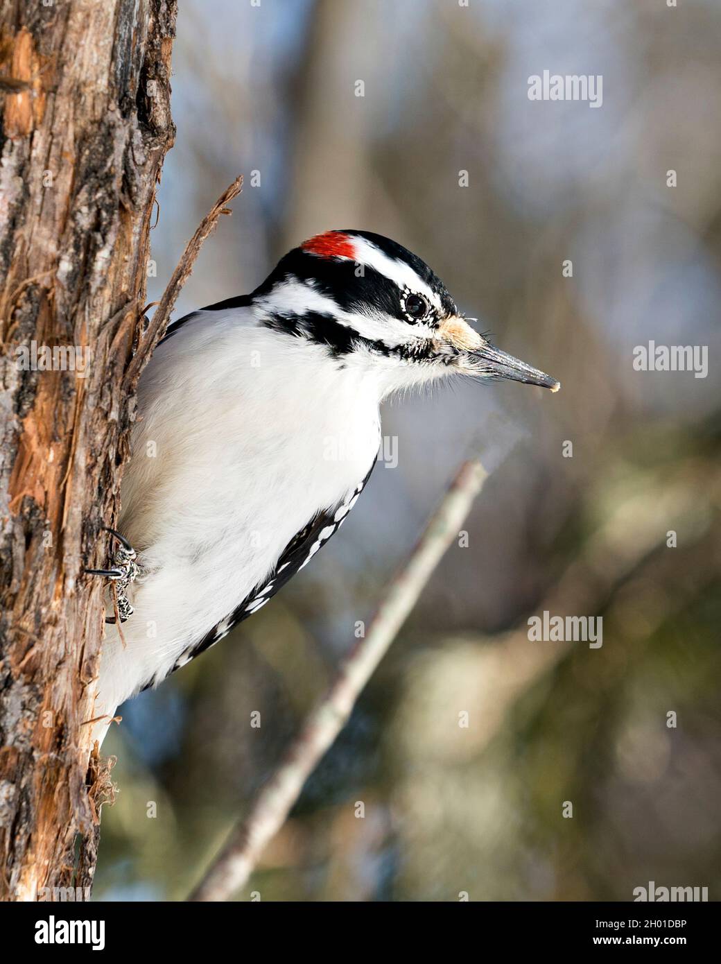 Woodpecker close-up profile view head shot, climbing tree trunk and ...