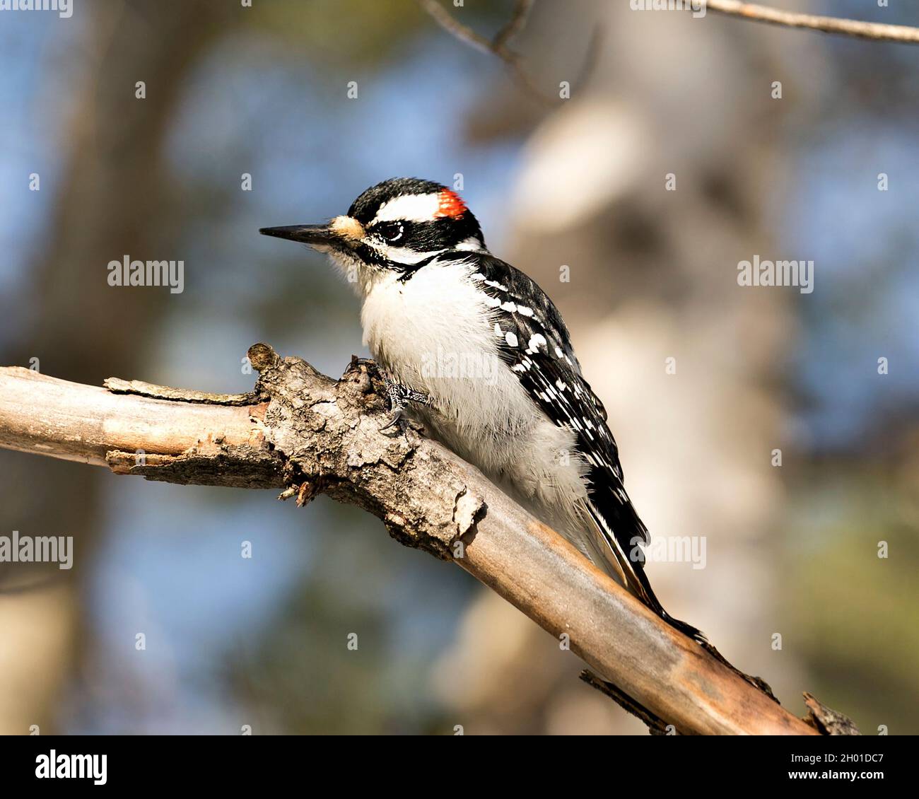 Woodpecker close-up profile view perched on a tree branch and in its ...