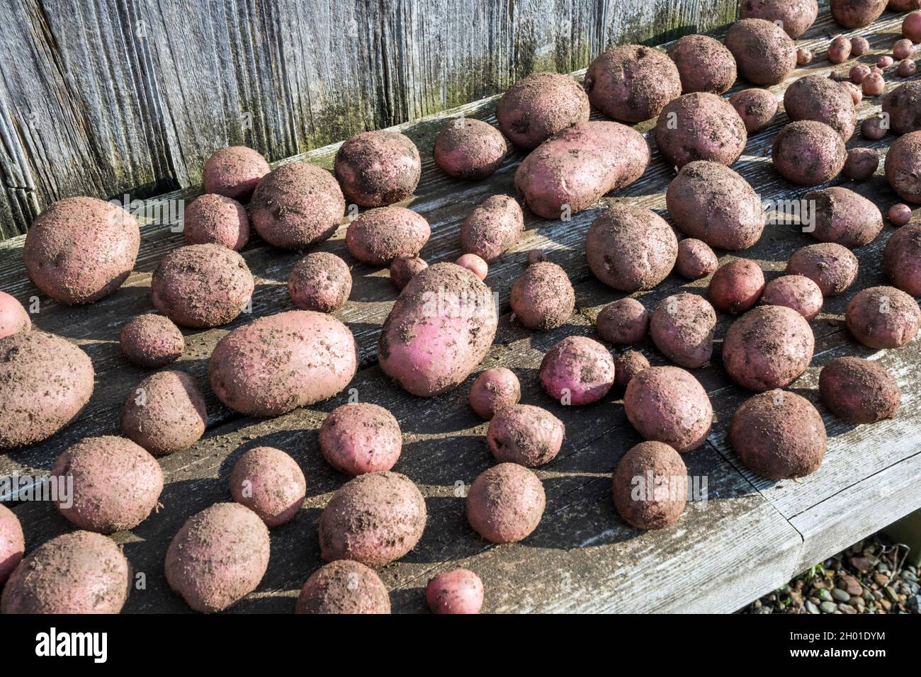 Setting the skin hi-res stock photography and images - Alamy