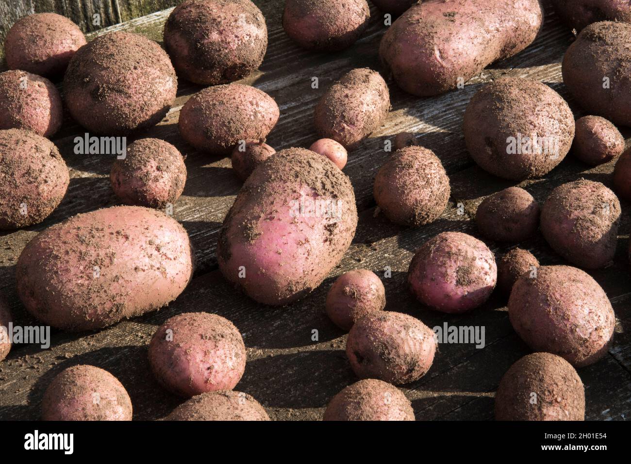 Curing potatoes hi-res stock photography and images - Alamy