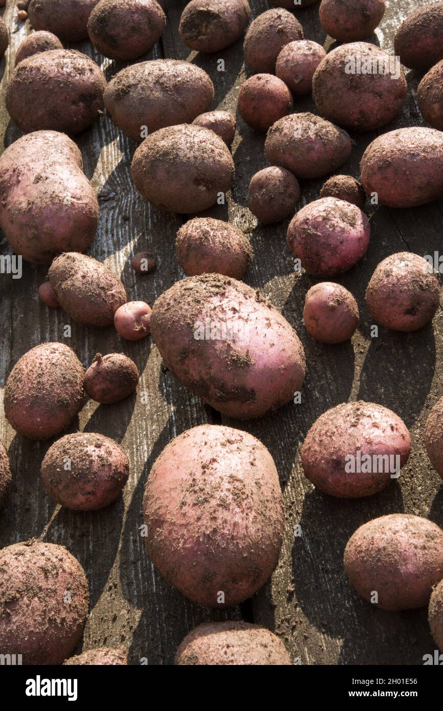 Freshly harvested Setanta potatoes left in the sun to set or harden the ...
