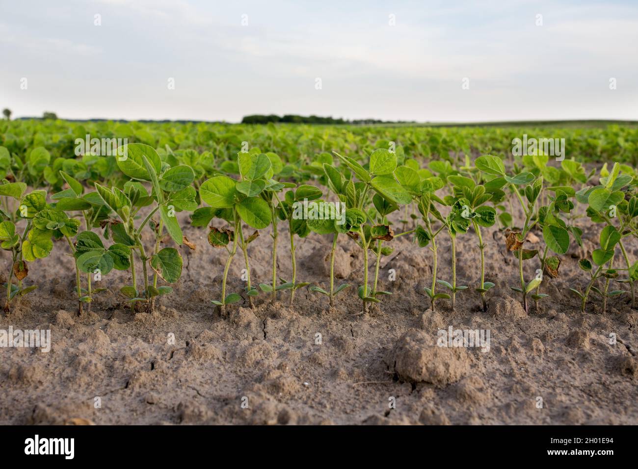 Row of young soybean plants in sandy ground in spring time Stock Photo ...