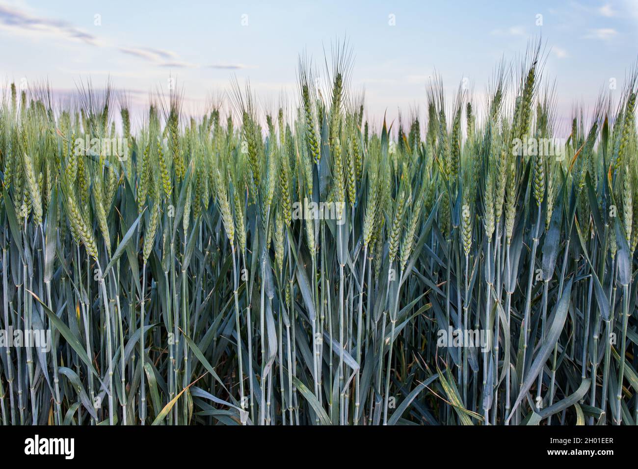 Green wheat shoot frontaly in field with blue sky and clouds in ...