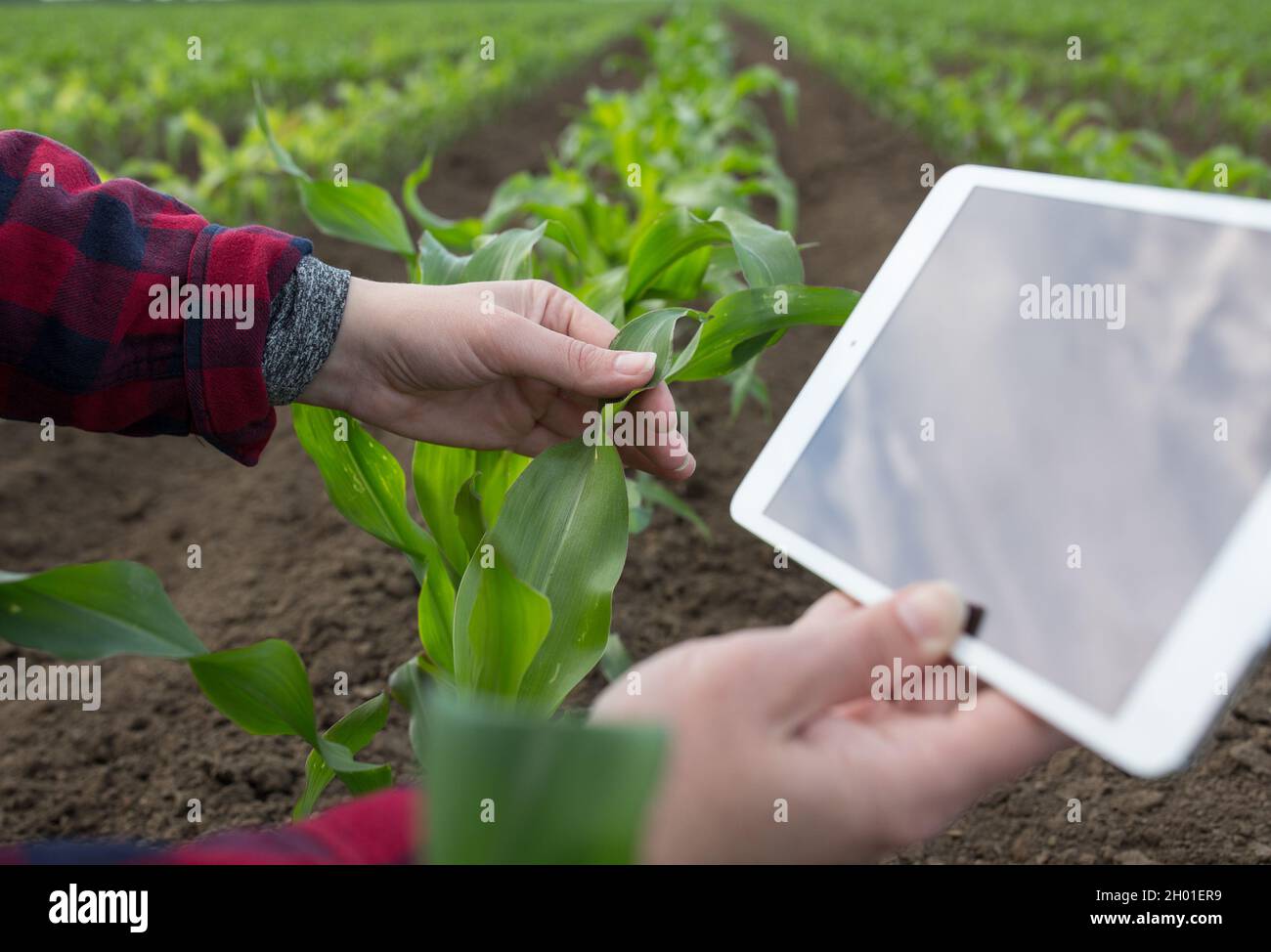 Female checking corn hi-res stock photography and images - Alamy