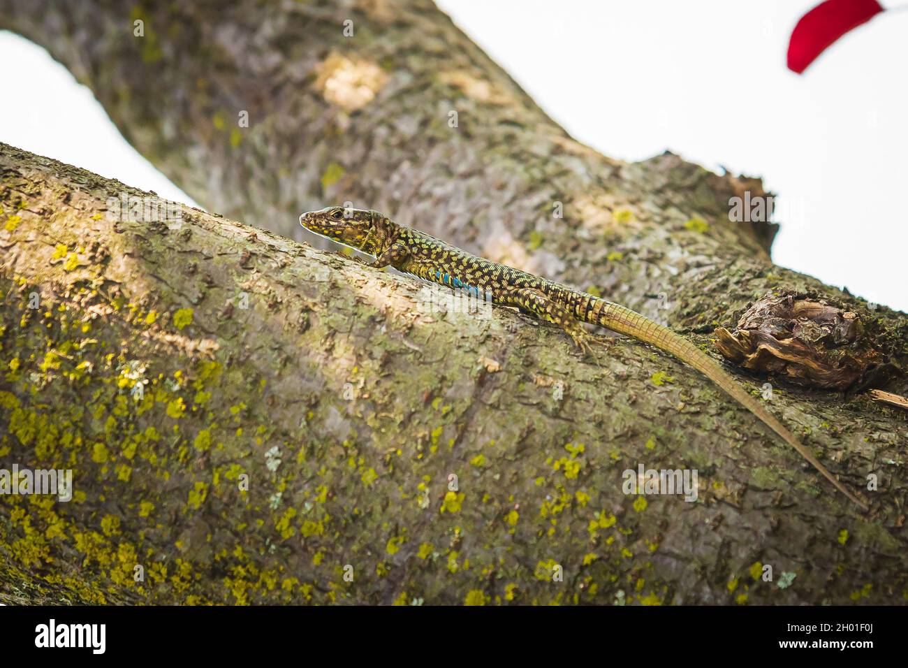 Lazarus lizard hi-res stock photography and images - Alamy
