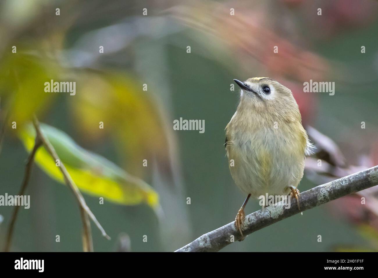 Regulus regulus bird hi-res stock photography and images - Alamy