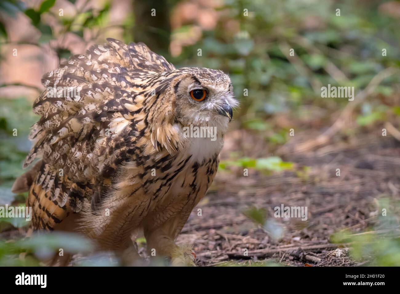 Indian eagle-owl, the rock eagle-owl or Bengal eagle-owl, Bubo ...