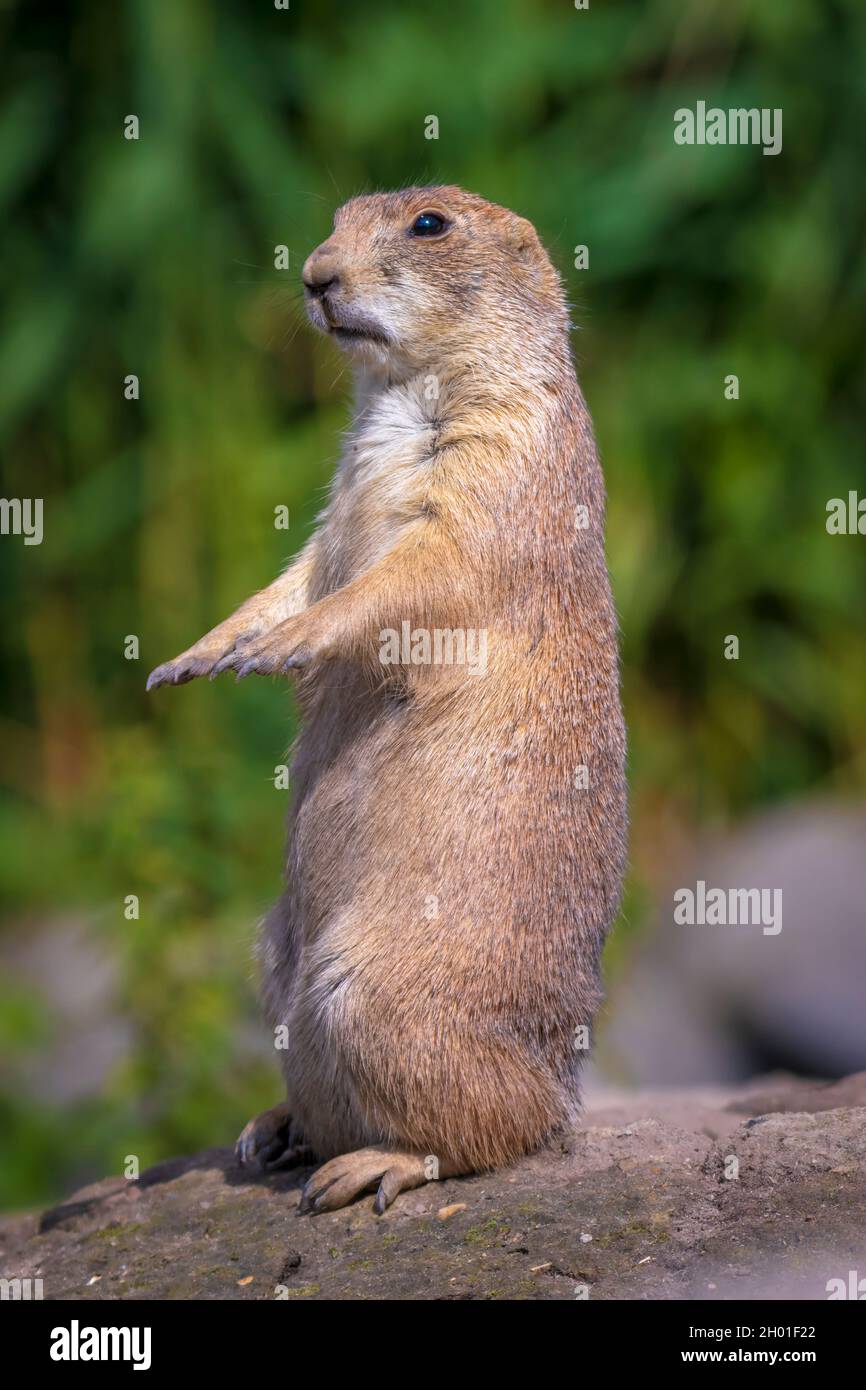 Close up of a black-tailed prairie dog Cynomys ludovicianus eating ...