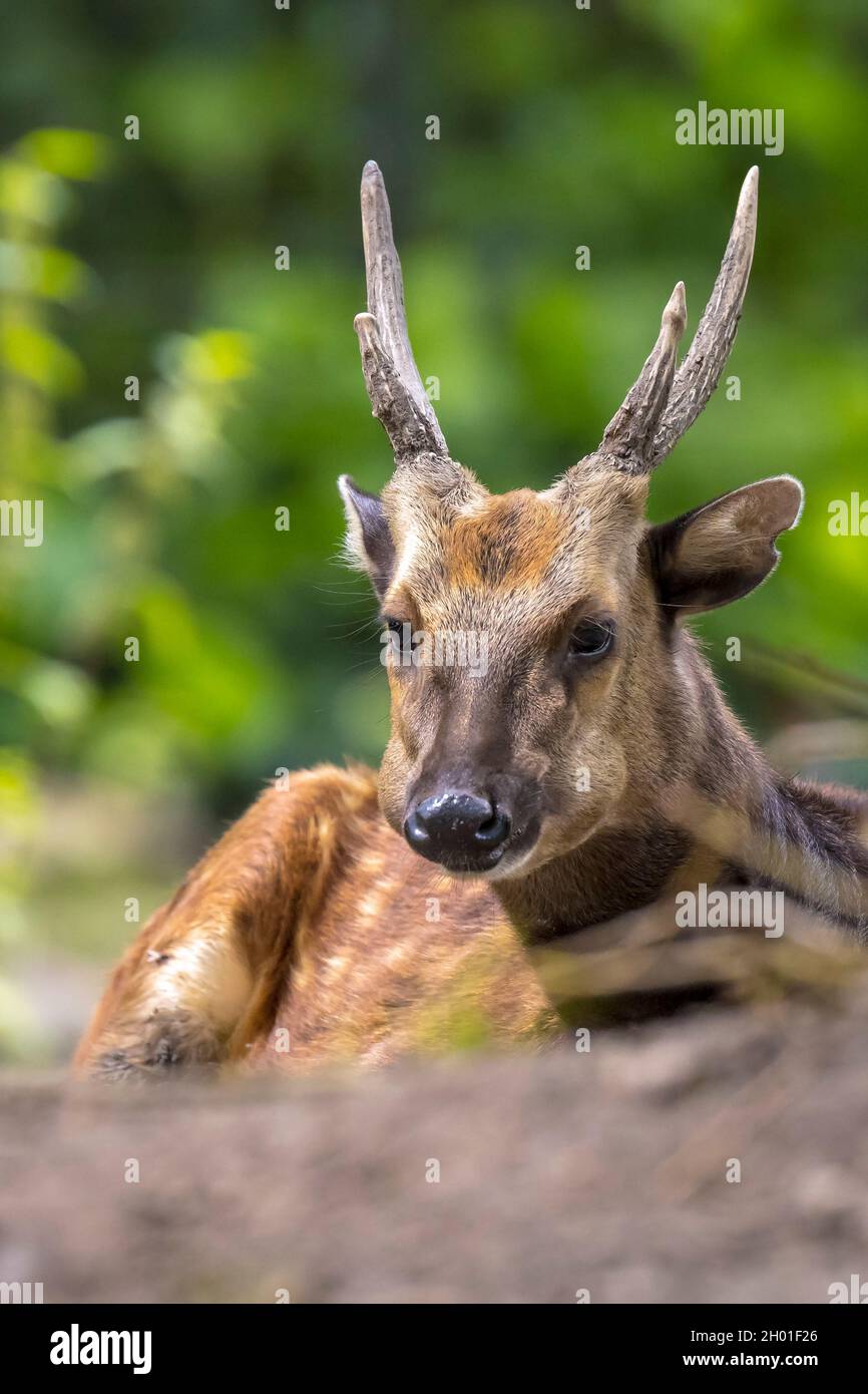 Visayan spotted deer, Rusa alfredi Stock Photo - Alamy