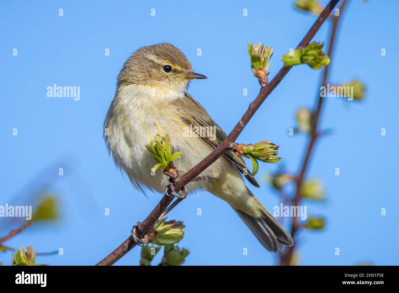 Close-up of a common chiffchaff bird Phylloscopus collybita, singing on ...