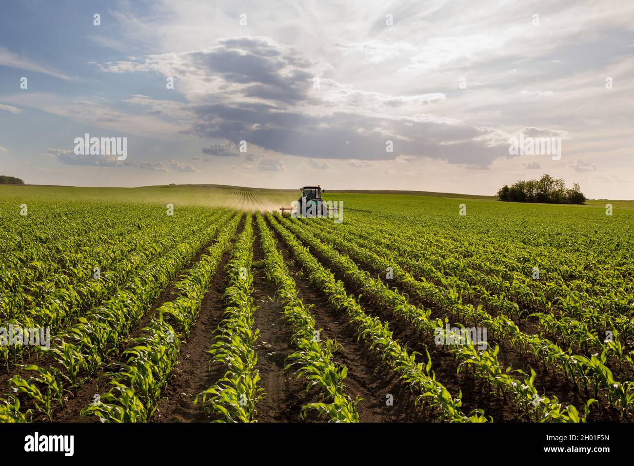 Tractor with plowing equipment working in corn field in spring time ...