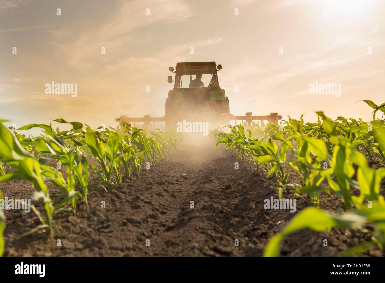 Wide angle of tractor with plowing equipment in corn field in spring ...