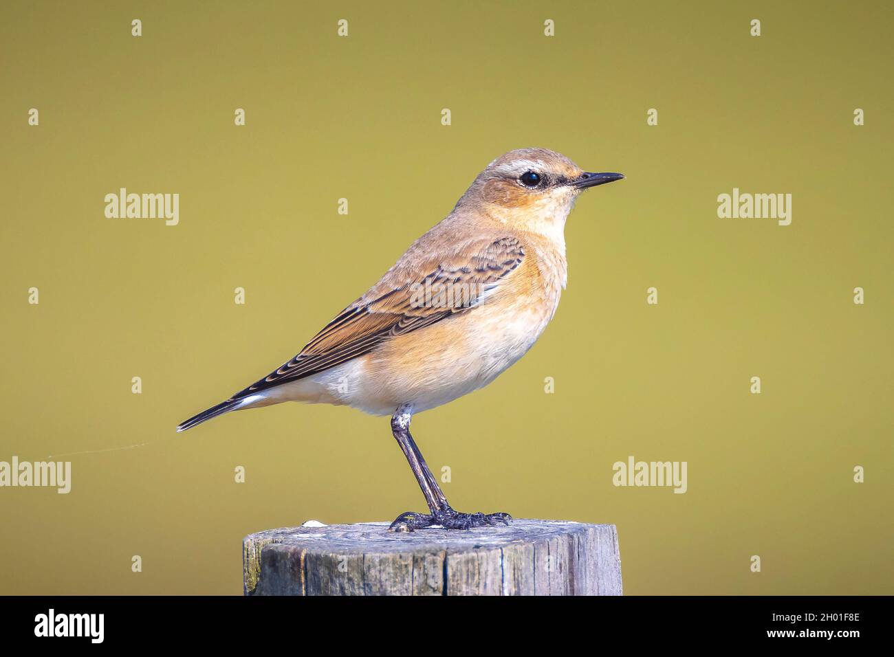 Northern wheatear spring migration hi-res stock photography and images ...