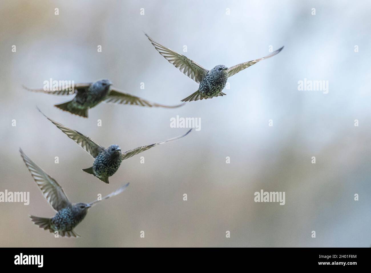 A flock of common starling birds Sturnus vulgaris migration in flight ...