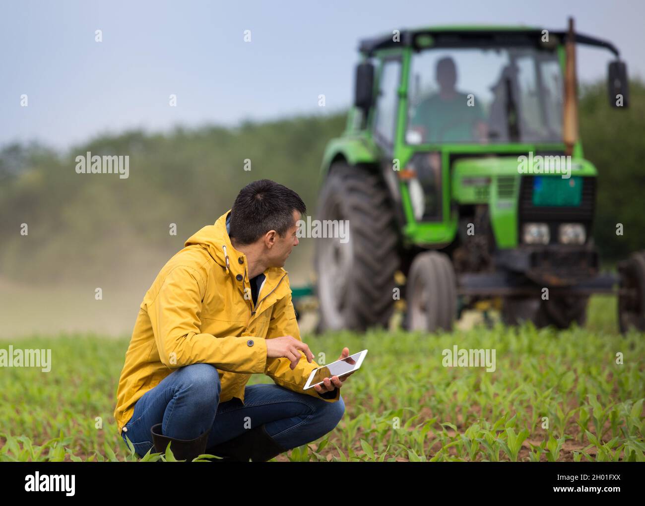 Handsome farmer squatting in corn field and checking plant growth on ...