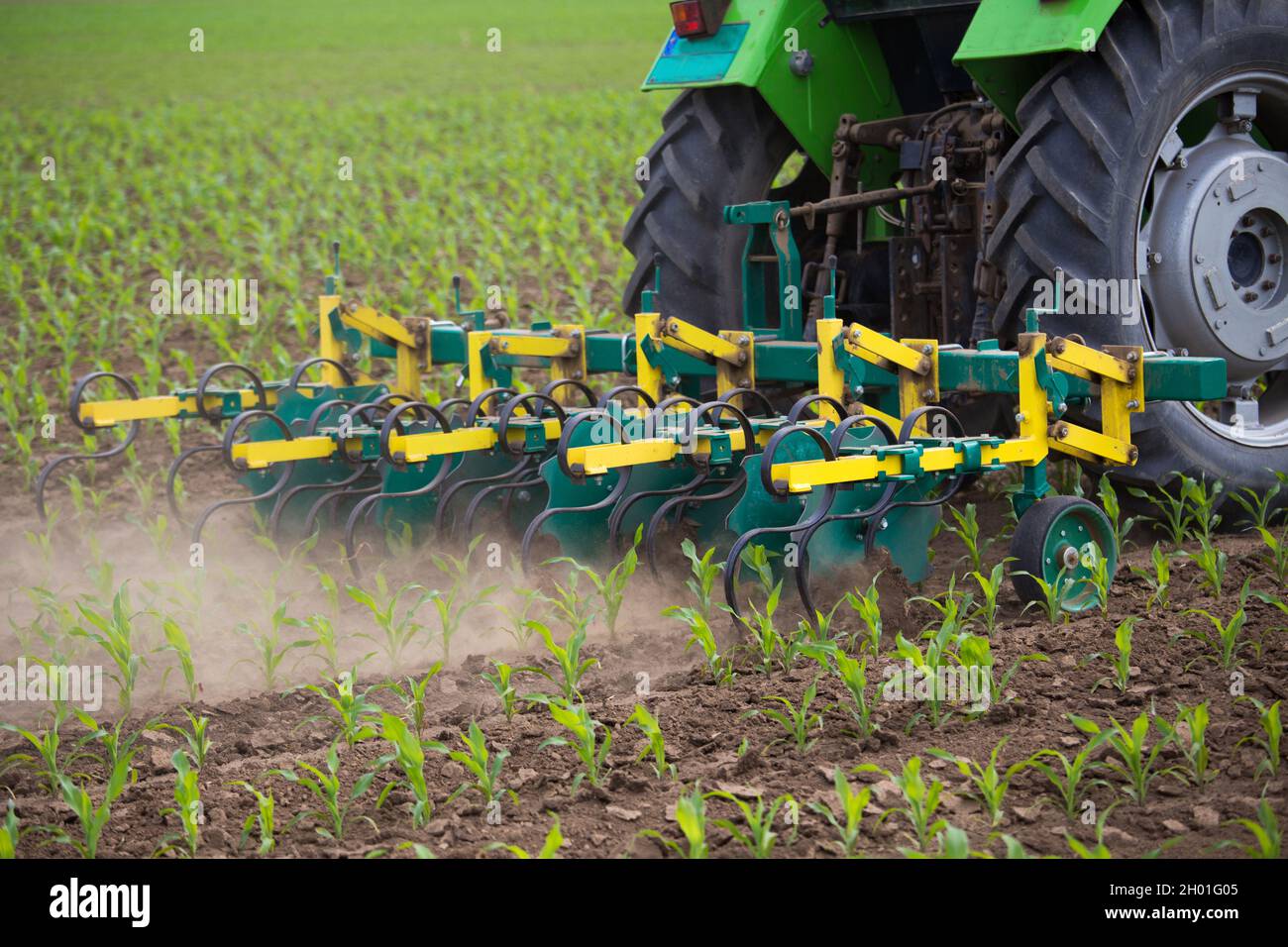 Tractor pulling equipment for hoeing in corn field in spring time Stock ...