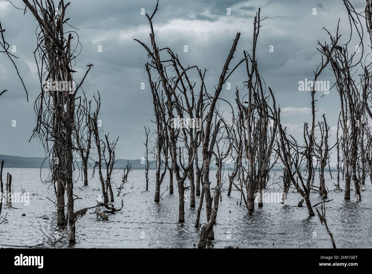 Dead trees in a salty lake at Sopa Lodges Naivasha Kenya by Antony ...