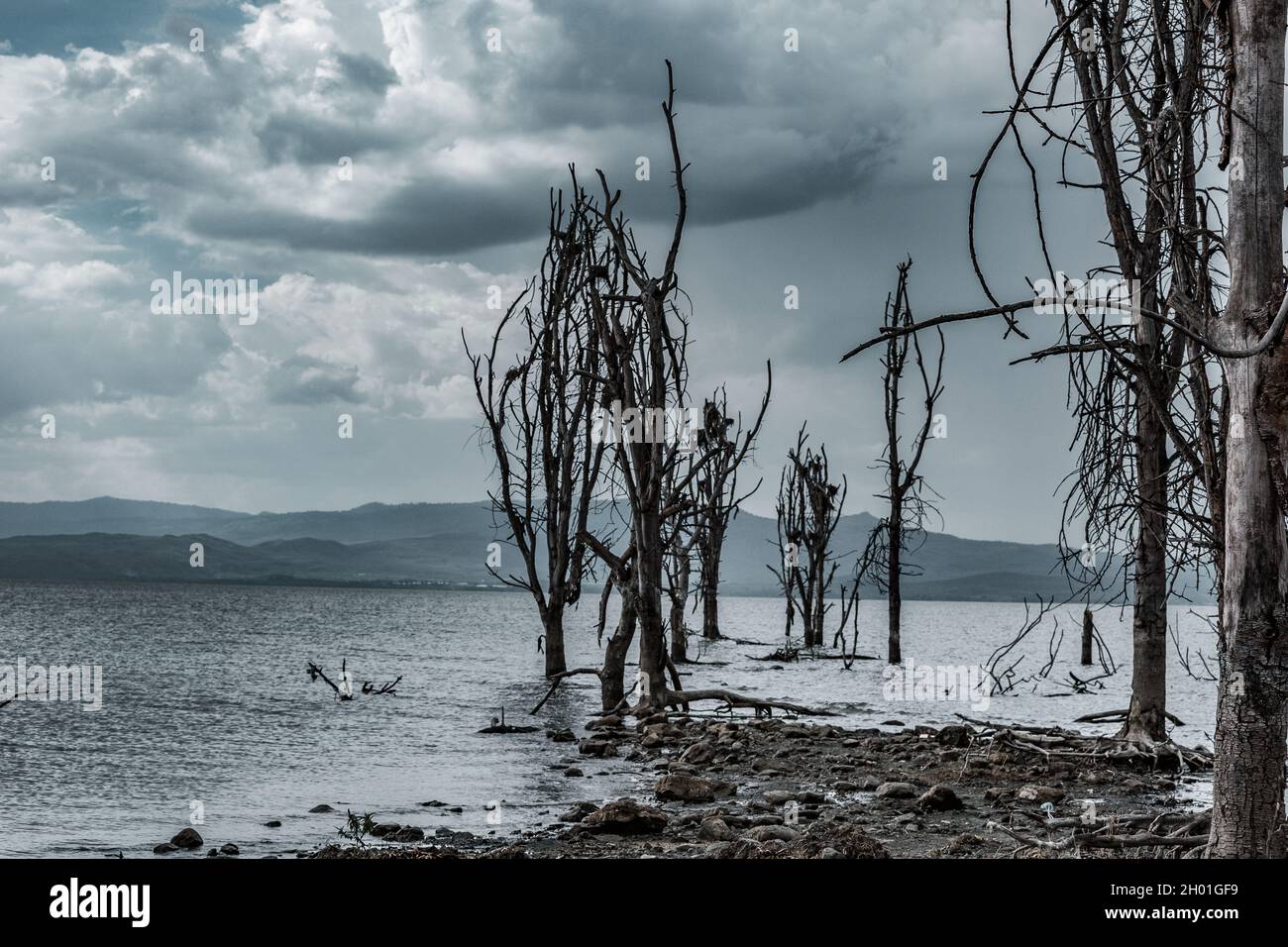 Salty forest hi-res stock photography and images - Alamy