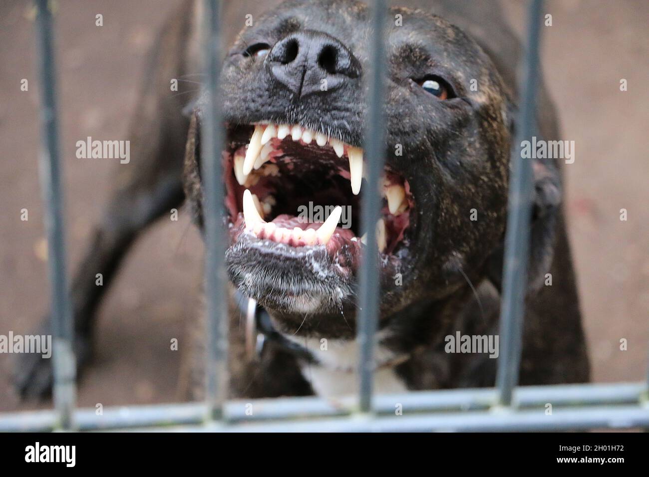A dangerous pitbull with scary fangs Stock Photo - Alamy