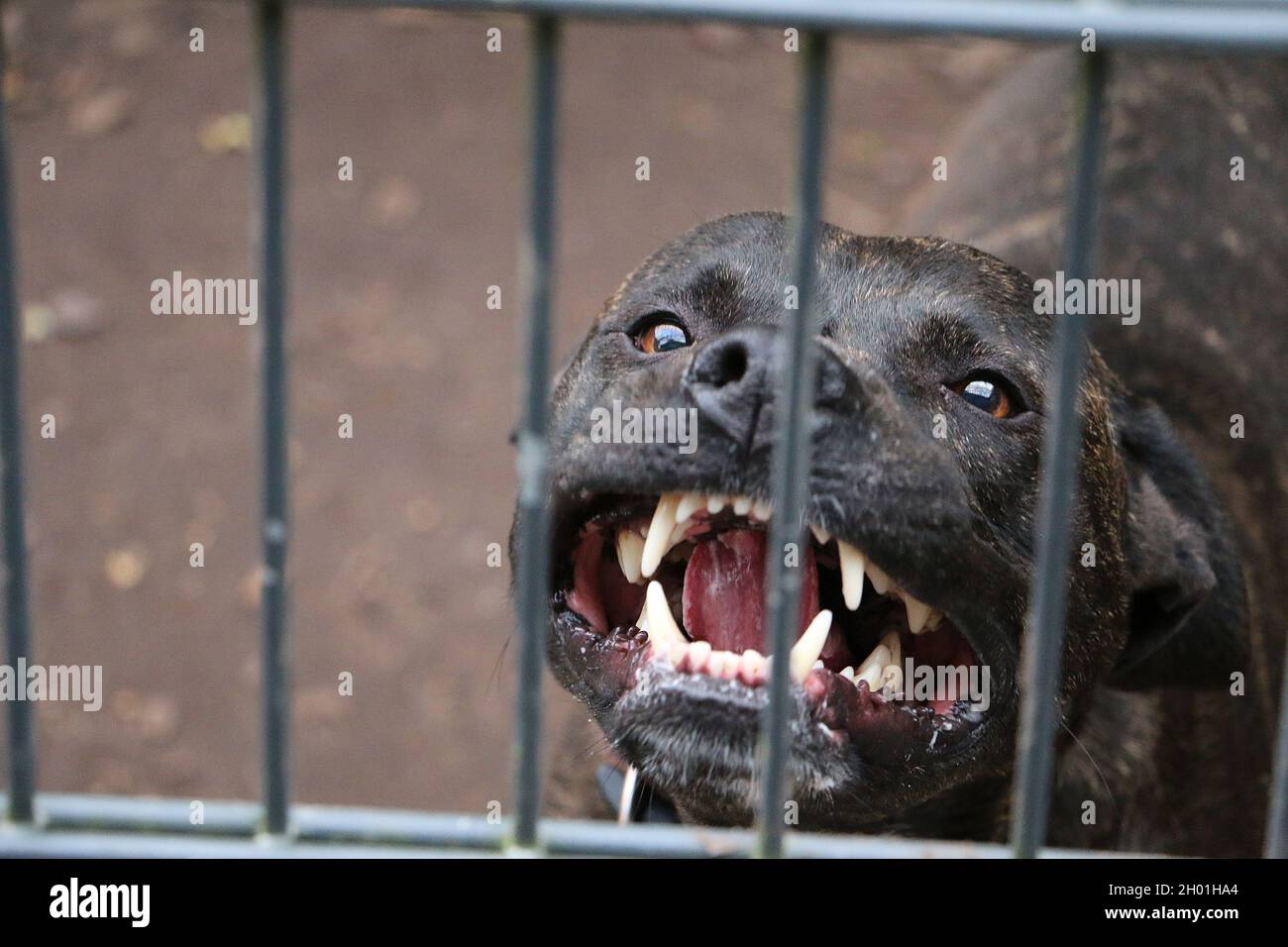 An angry pitbull dog behind the metal fence Stock Photo - Alamy