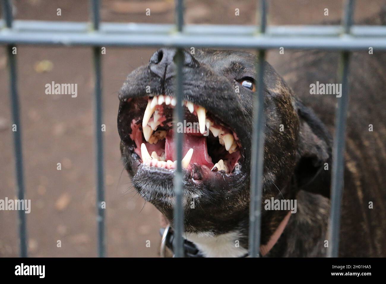 A closeup of a rabid pit bull behind the metal fence Stock Photo - Alamy