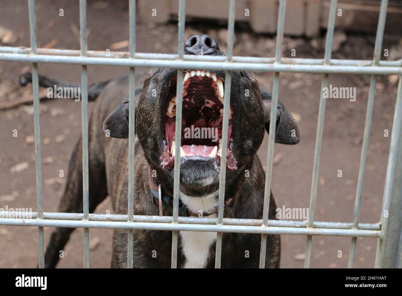 Spooky scene with an aggressive pitbull behind the metal fence Stock ...