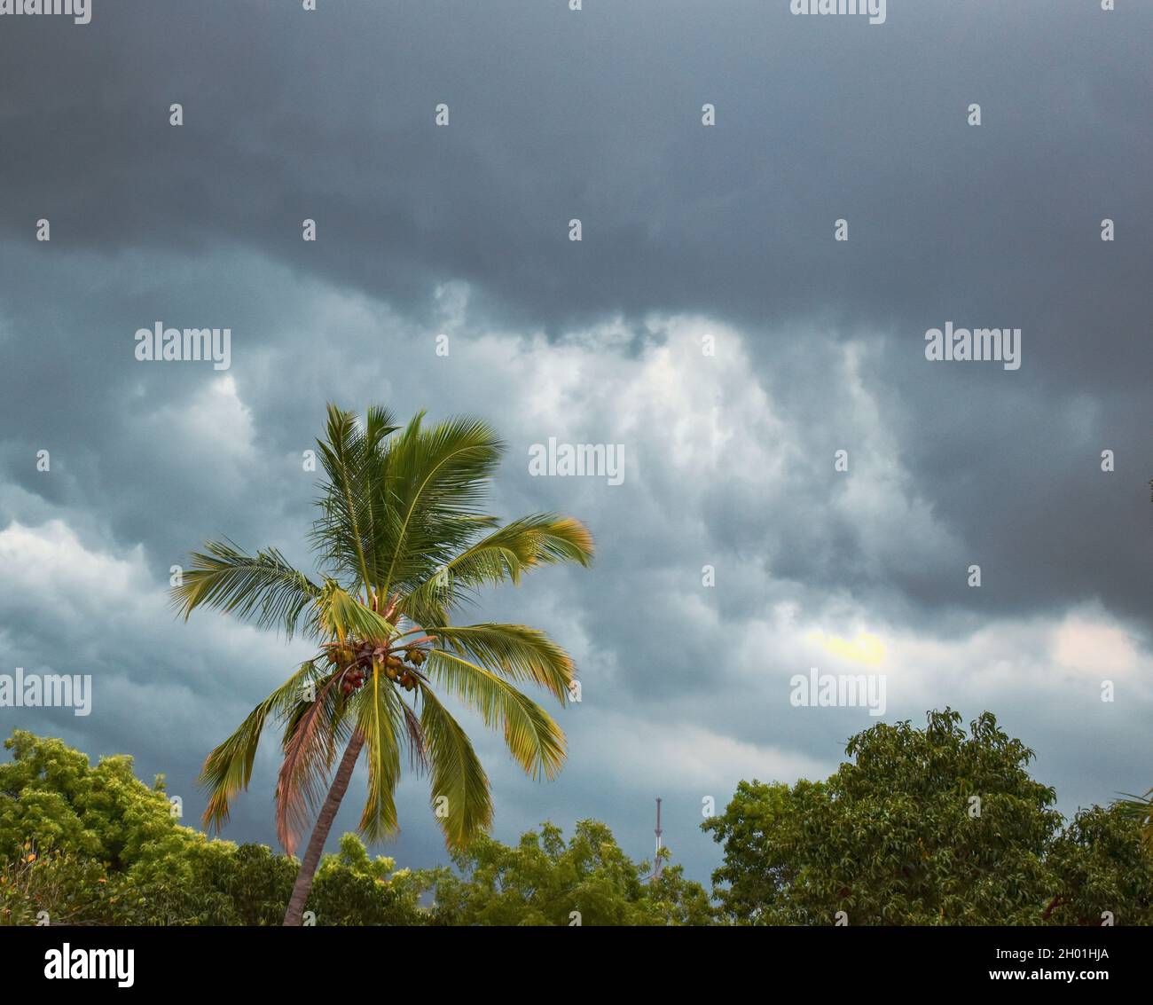 Stormy windy weather tree hi-res stock photography and images - Alamy