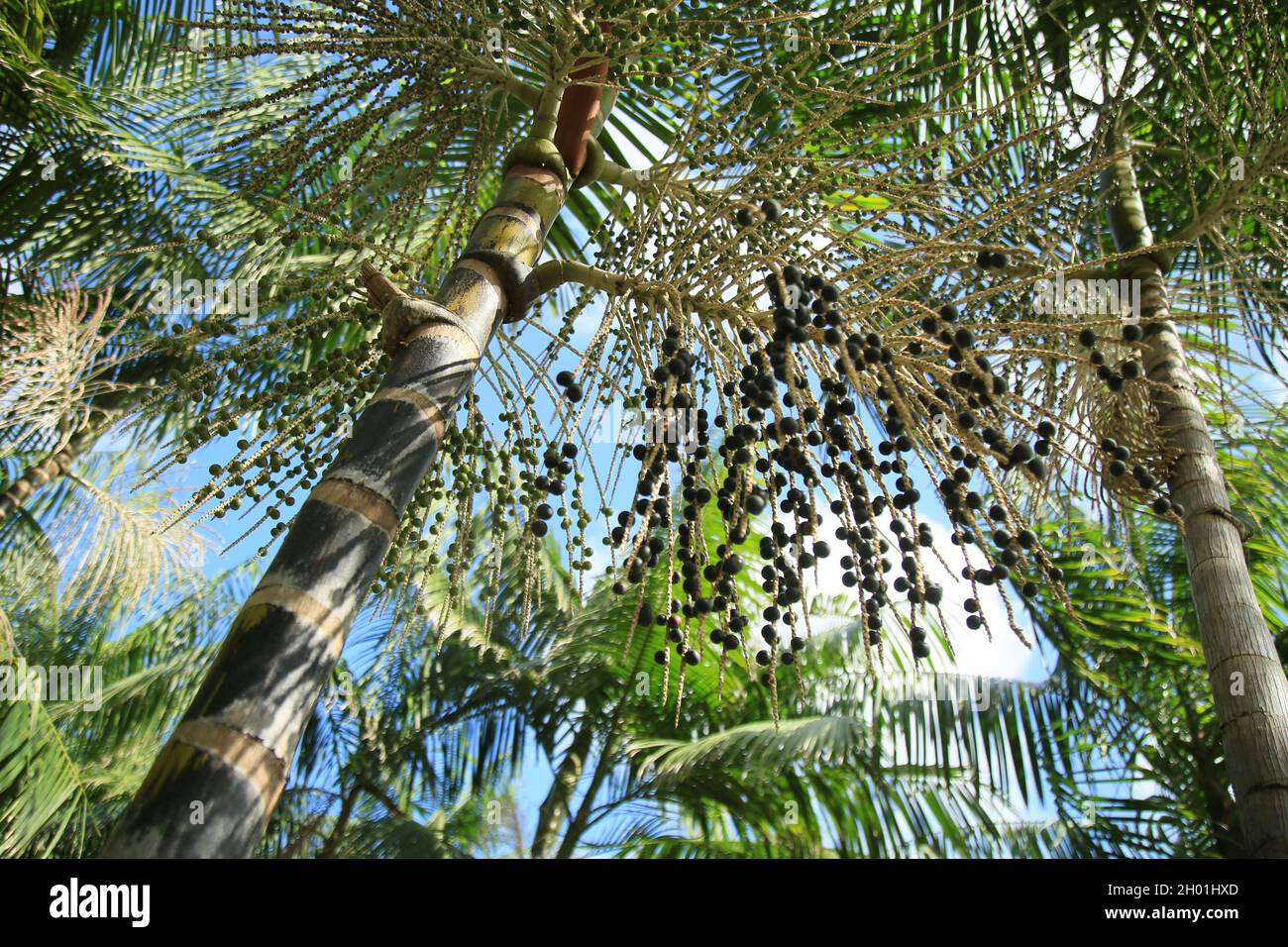 conde, bahia, brazil - october 6, 2021: plantation of acai - Euterpe ...