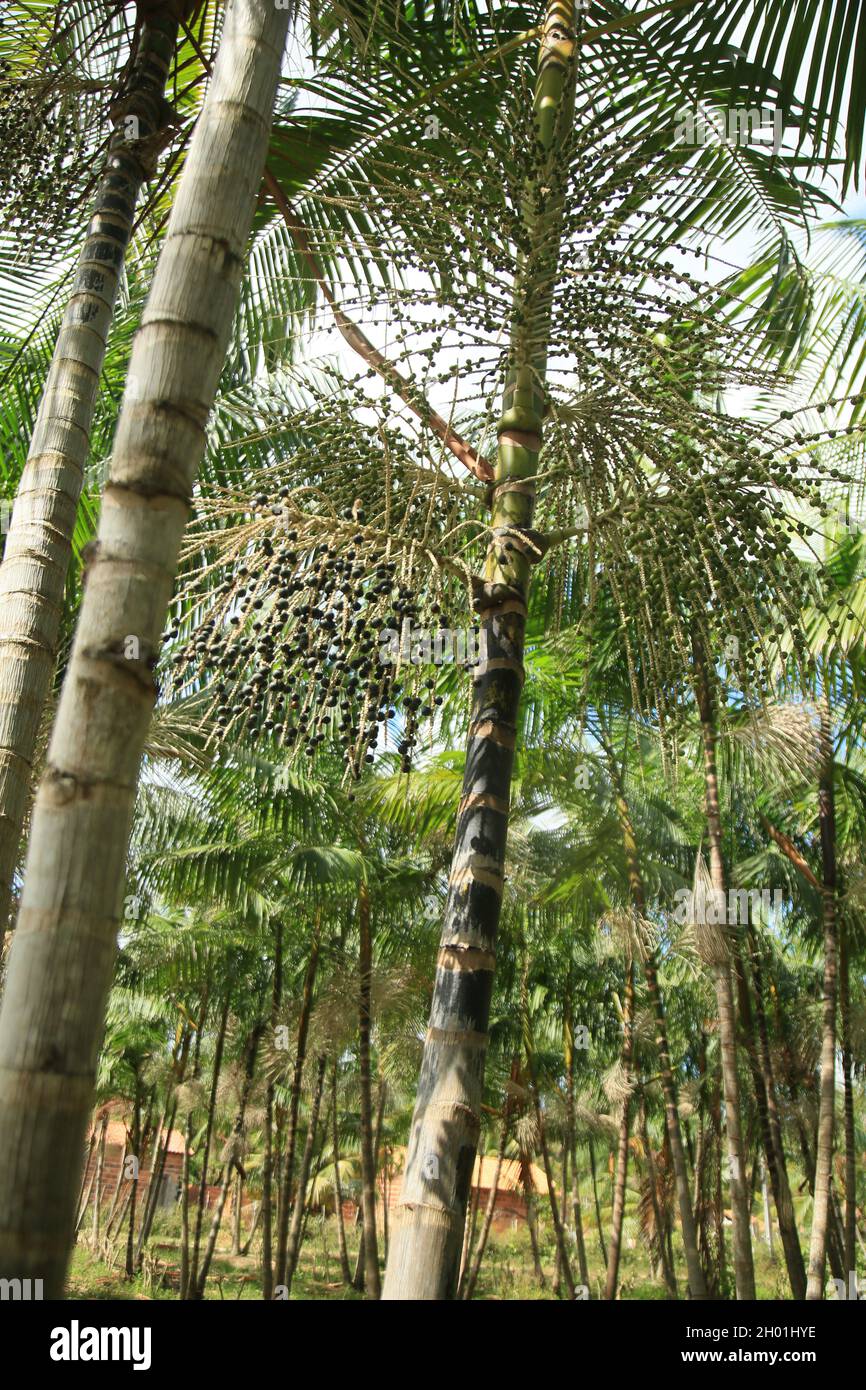 conde, bahia, brazil - october 6, 2021: plantation of acai - Euterpe ...