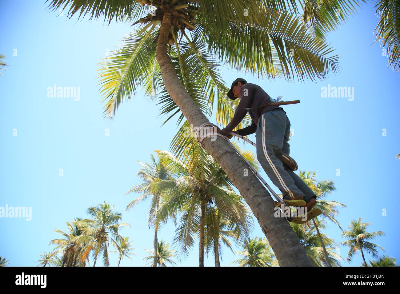 Coconut tree uses hi-res stock photography and images - Alamy