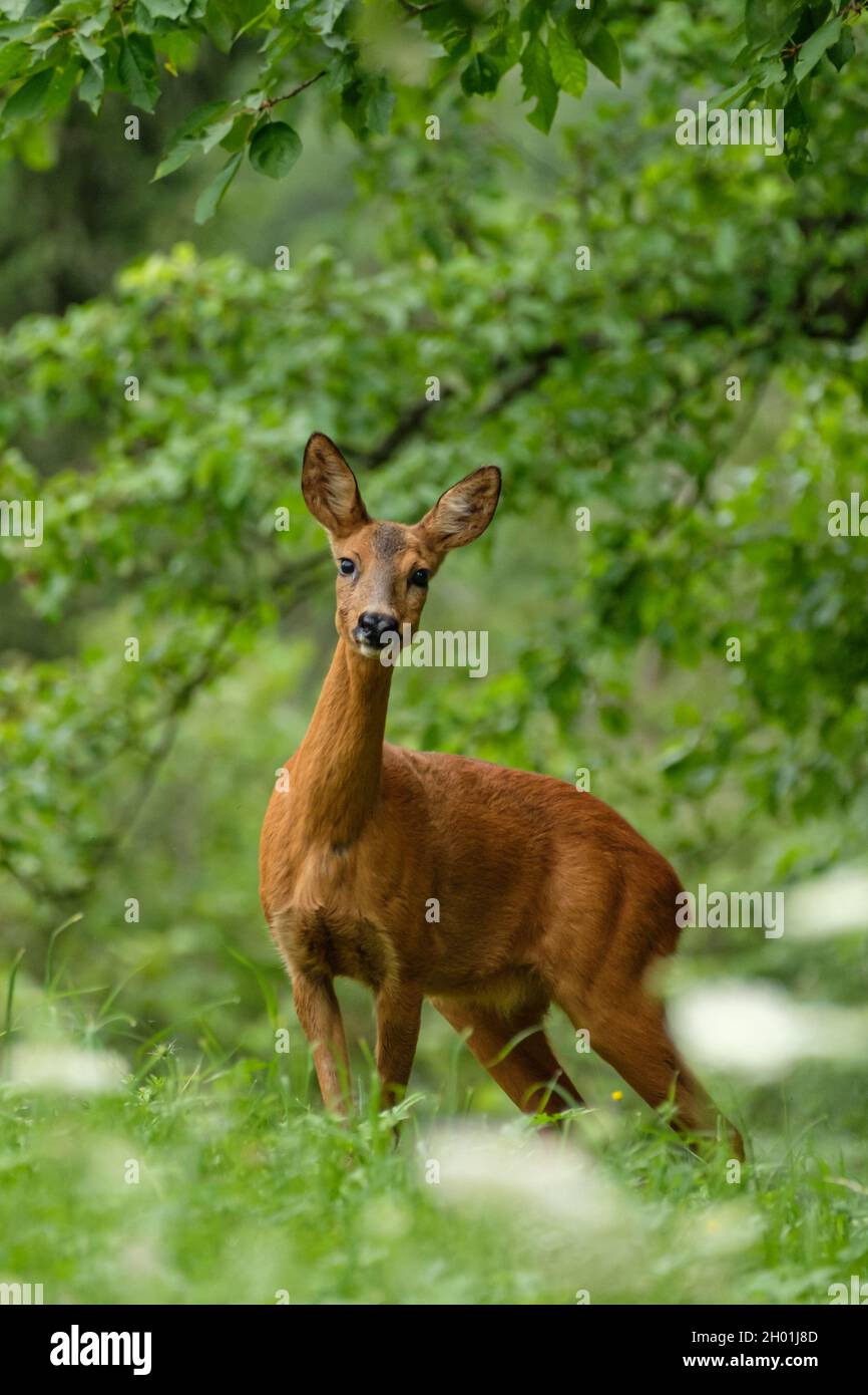 A close up shot of a female roe deer on the green landscape in the park ...