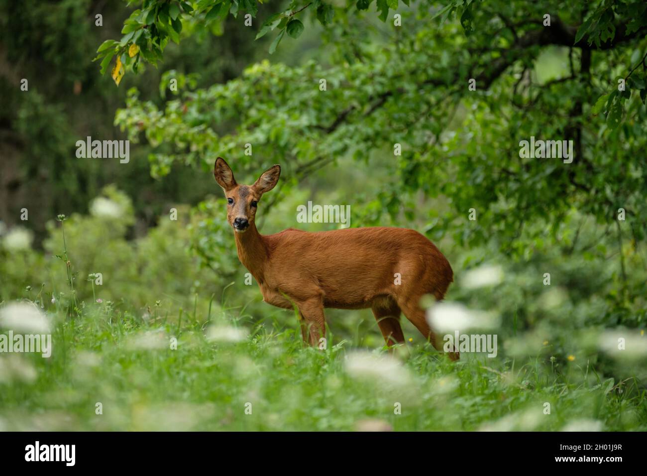 A close up shot of a female roe deer mammal on a green meadow landscape ...