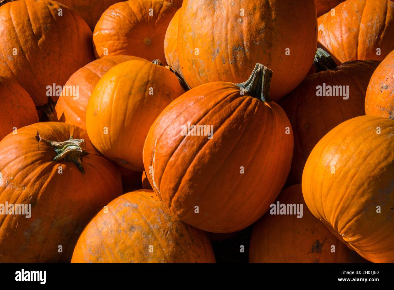 Giant pumpkin close up hi-res stock photography and images - Alamy